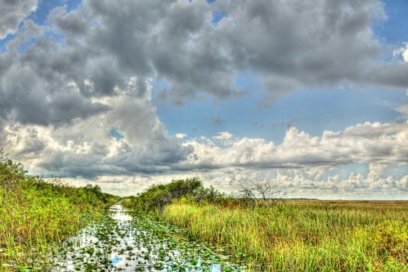 Daily Photo - Everglades 2 | Richard Davis Photography