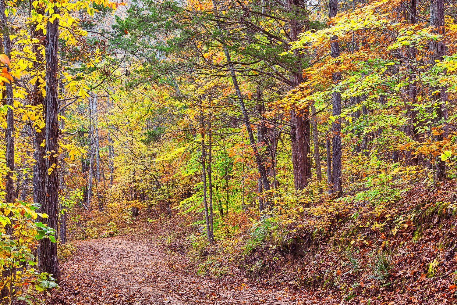Fall Foliage in Arkansas | Richard Davis Photography